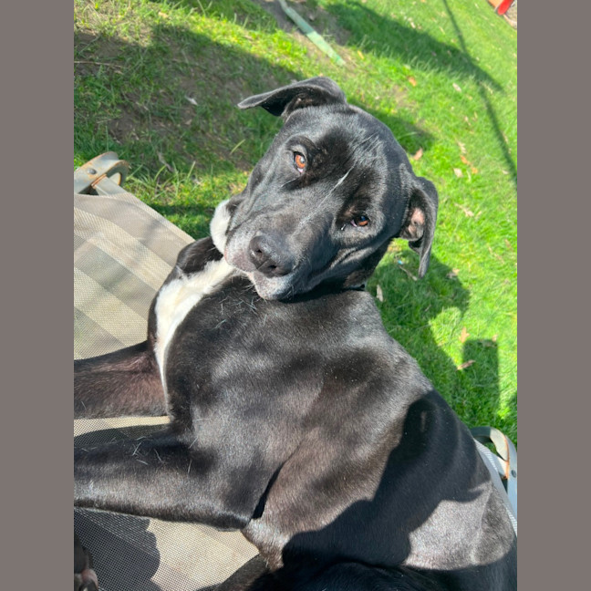 Buddy - Medium Male American Staffordshire Terrier Mix Dog in VIC ...