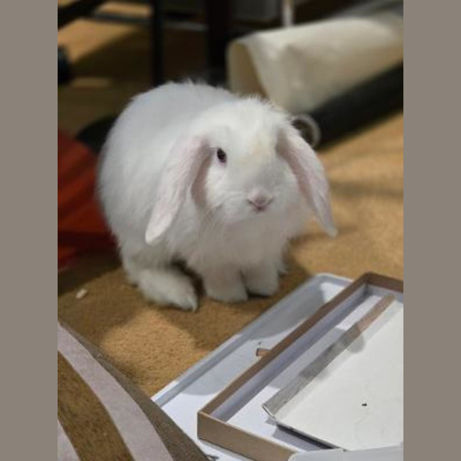 Flip - Male Cashmere Lop Rabbit in VIC - PetRescue