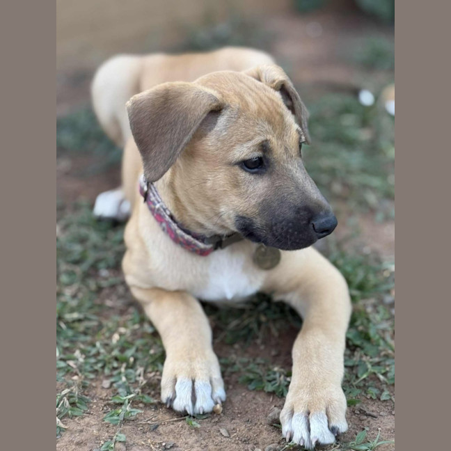 Kaykay - Large Female Great Dane Mix Dog in QLD - PetRescue