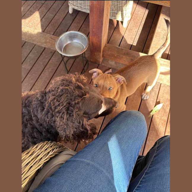 Digger - Medium Male Staffordshire Bull Terrier Mix Dog in VIC - PetRescue