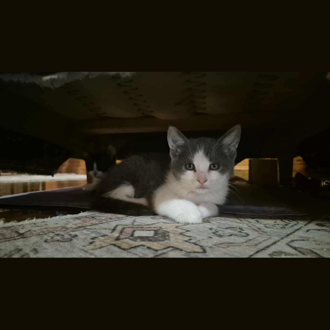 Ducky - Female Domestic Short Hair Mix Cat in QLD - PetRescue