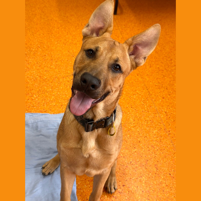 Simba - Large Male German Shepherd x American Staffordshire Bull ...