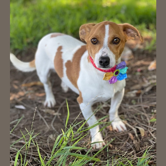 Stanley - Small Male Jack Russell Terrier Dog in NSW - PetRescue