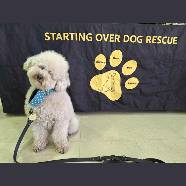 Cunard - Small Male Poodle (Toy) x Maltese Mix Dog in VIC - PetRescue