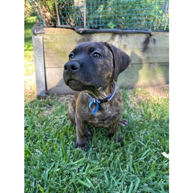 Lucky - Large Male Rhodesian Ridgeback x Staffy Dog in QLD - PetRescue