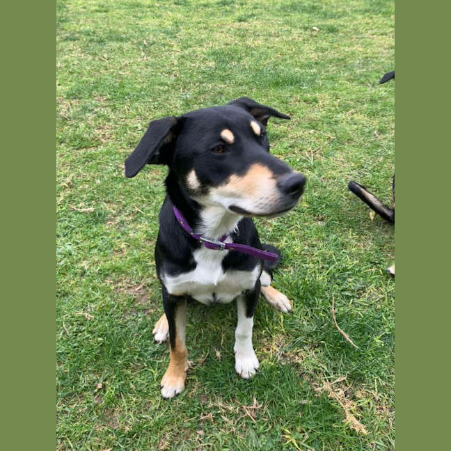 Brodie - Medium Male Australian Kelpie Dog in VIC - PetRescue