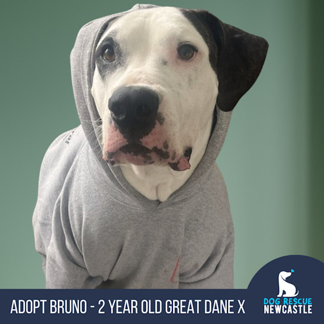 Bruno - 2 Year Old Great Dane X Bull Arab - Large Male Great Dane x ...