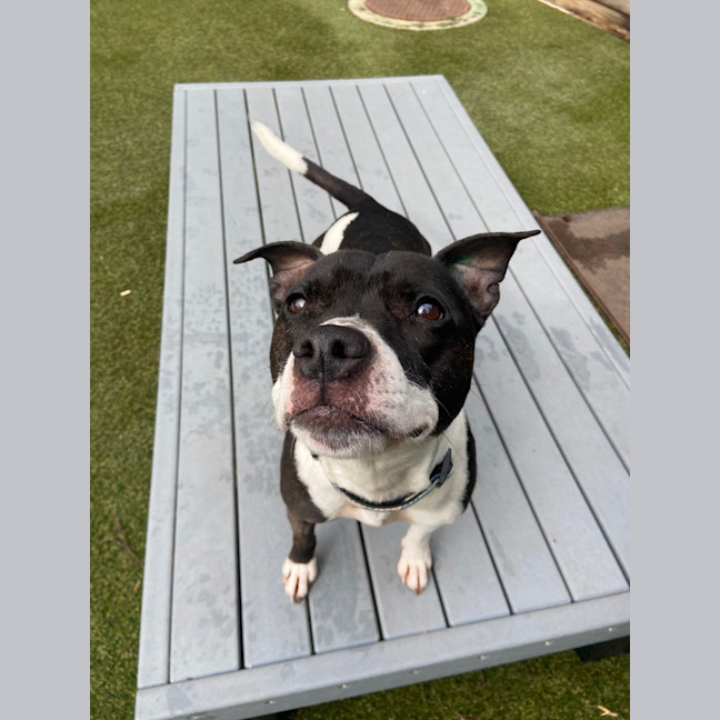 Shadow - Medium Female American Staffordshire Terrier Dog in VIC ...