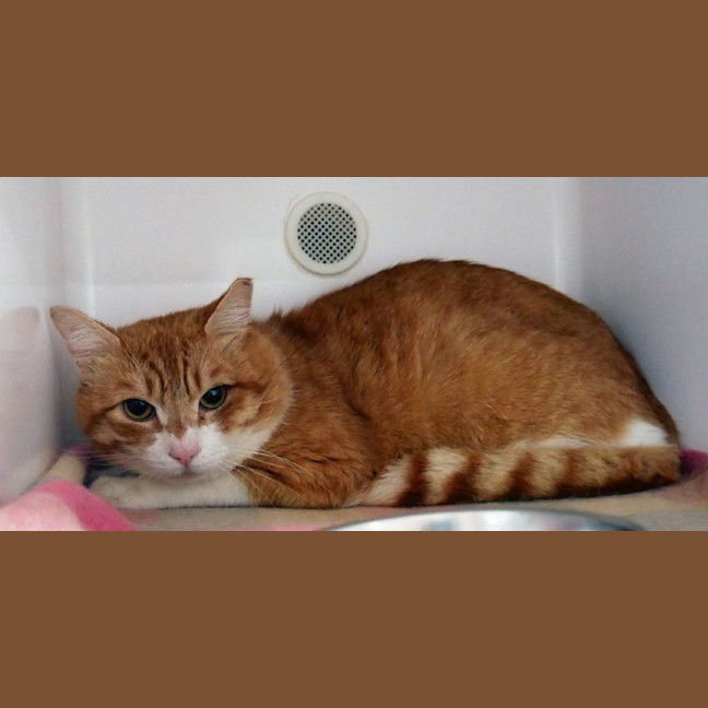 Marcus STA014214 - Male Domestic Short Hair (DSH) Cat in VIC - PetRescue