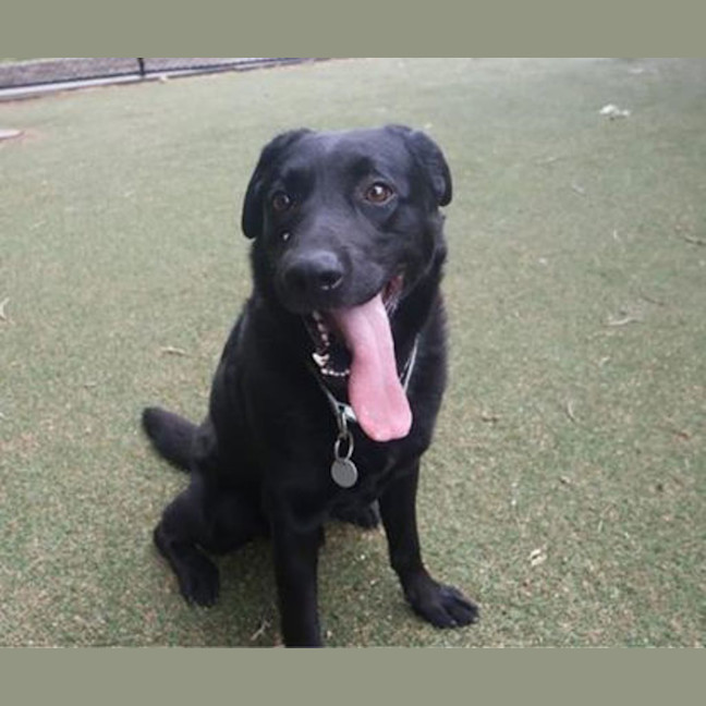 Charlie - Large Male German Shepherd x Labrador Mix Dog in VIC - PetRescue