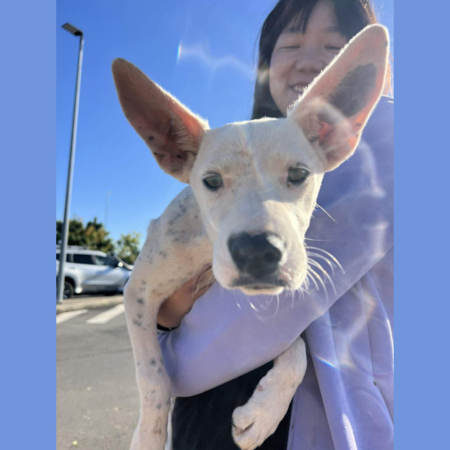 Pearl - Medium Female Australian Kelpie x Fox Terrier Mix Dog in QLD ...