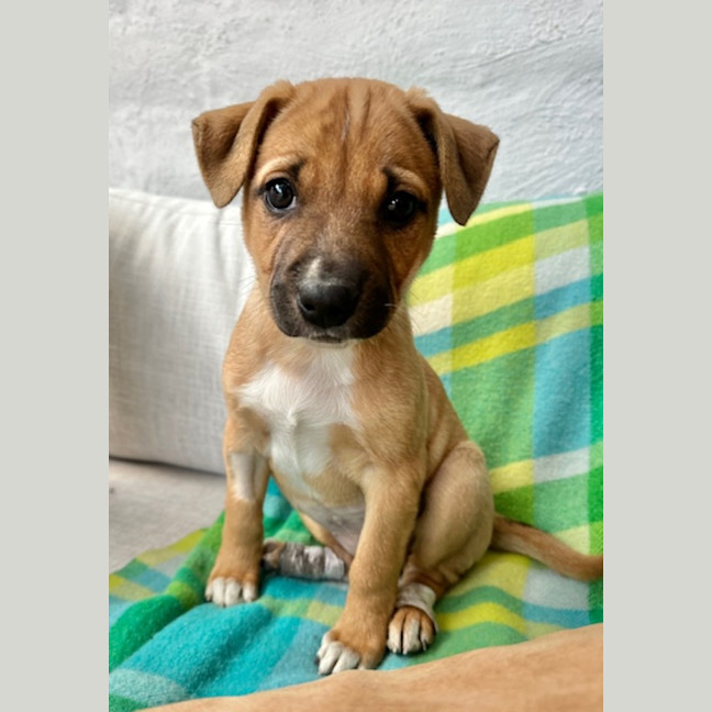 Quip - Medium Female Australian Kelpie Mix Dog in VIC - PetRescue