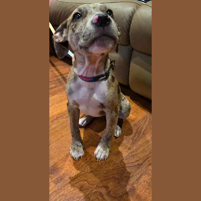 Aari - Large Female Catahoula Leopard Dog Mix Dog in VIC - PetRescue