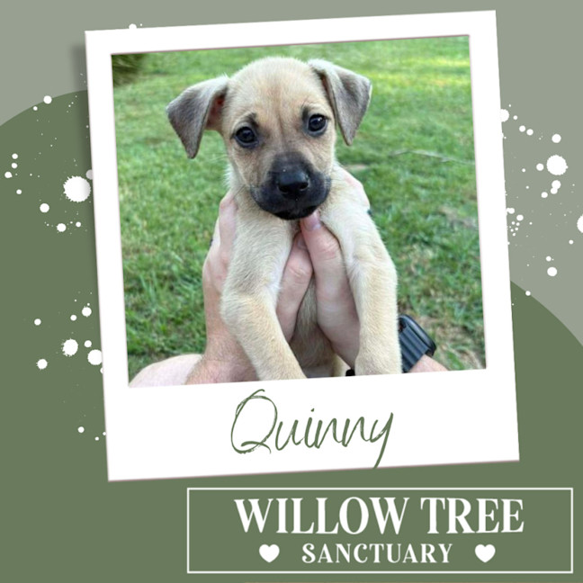 Quinny - Medium Female Australian Kelpie Mix Dog in NSW - PetRescue