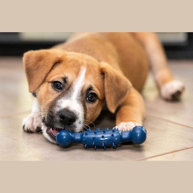 Eugene - Medium Male Husky x Mixed Breed Mix Dog in WA - PetRescue