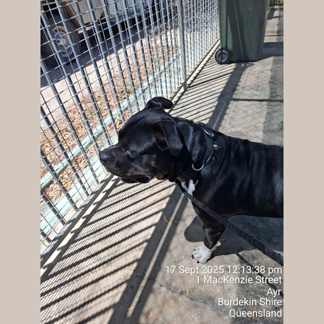 Toby Lee - Large Male Mastiff Mix Dog in QLD - PetRescue