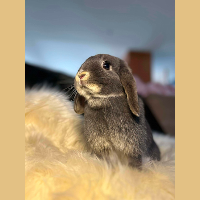 Lacy - Female Mini Lop Mix Rabbit in VIC - PetRescue