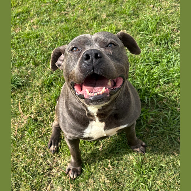 Big Rodney - Medium Male American Staffy Mix Dog in VIC - PetRescue