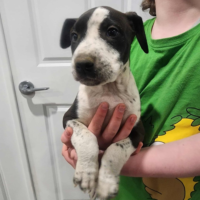 Kel - Medium Male Mixed breed Dog in VIC - PetRescue