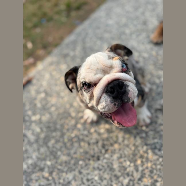 Murray - Medium Male British Bulldog Dog in QLD - PetRescue
