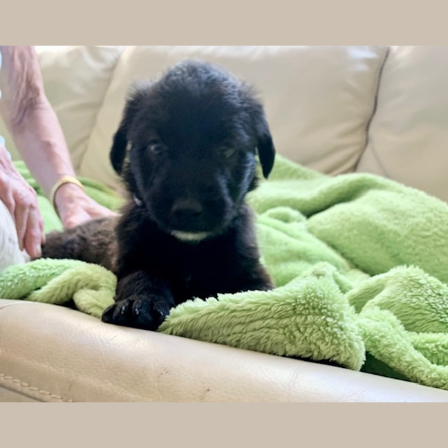 Mia - Medium Female Poodle x Australian Cattle Dog Mix Dog in NSW ...