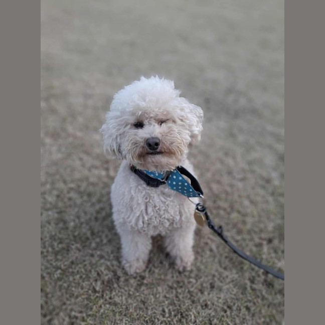 Cunard - Small Male Poodle (Toy) x Maltese Mix Dog in VIC - PetRescue