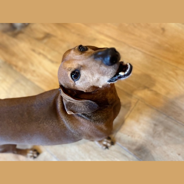 Opie - Small Male Dachshund (Smooth Haired) Dog in QLD - PetRescue