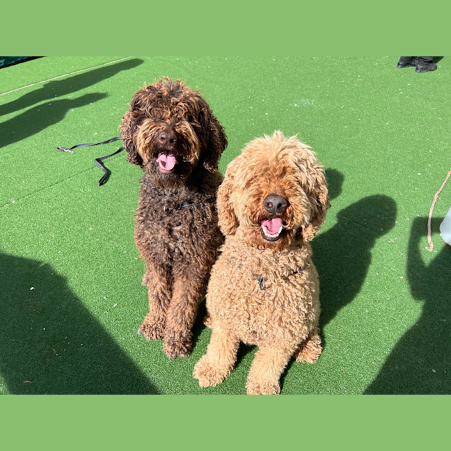 Rigatoni - Large Male Groodle Mix Dog in VIC - PetRescue