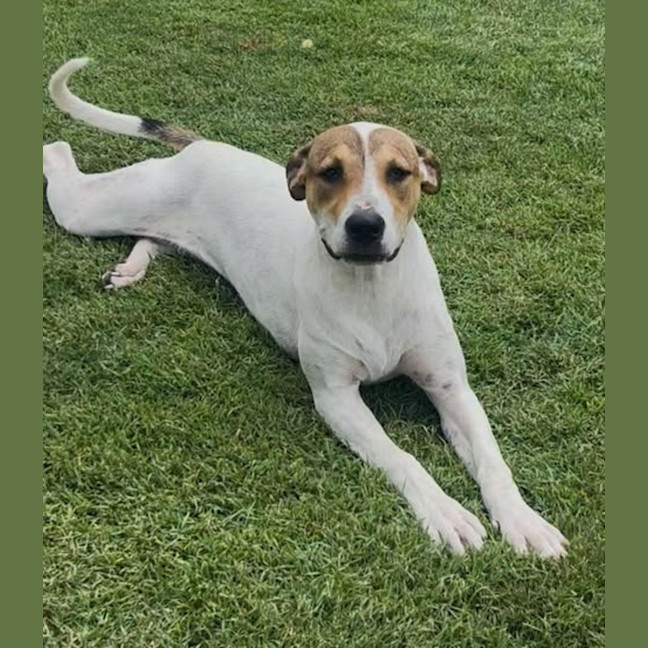 Gypsy - Medium Female Bull Arab Mix Dog in QLD - PetRescue