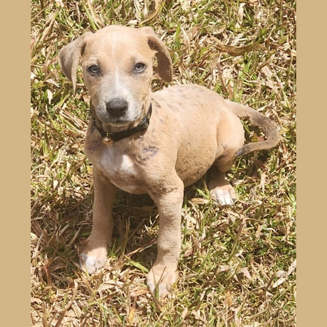 Zhylah - Medium Female Mastiff x Rhodesian Ridgeback x Staffordshire ...