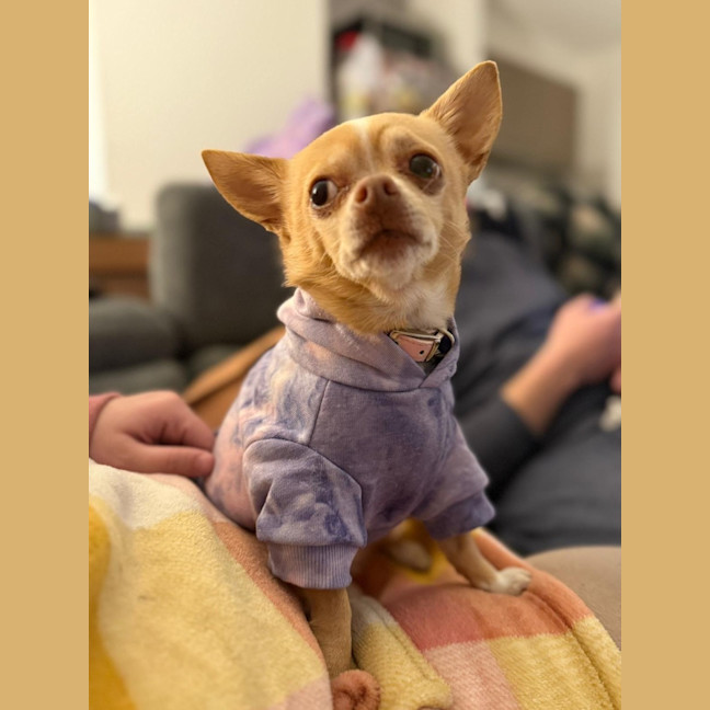 Dorothy - Small Female Chihuahua Dog in VIC - PetRescue