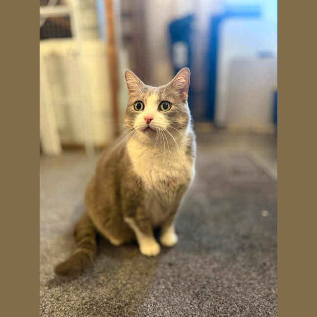Crumpet - Male Domestic Short Hair (DSH) Cat in QLD - PetRescue