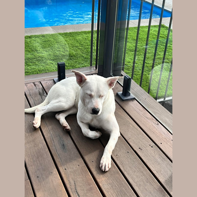 Snow - Medium Female American Staffordshire Terrier Mix Dog in VIC - PetRescue