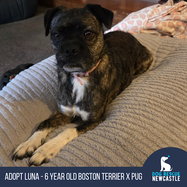 Luna - 6 Year Old Boston Terrier x Pug - Small Female Boston Terrier x ...