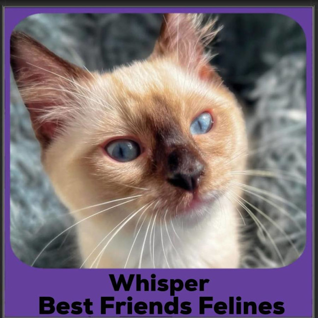 Whisper - Female Ragdoll x Domestic Short Hair (DSH) Cat in QLD - PetRescue