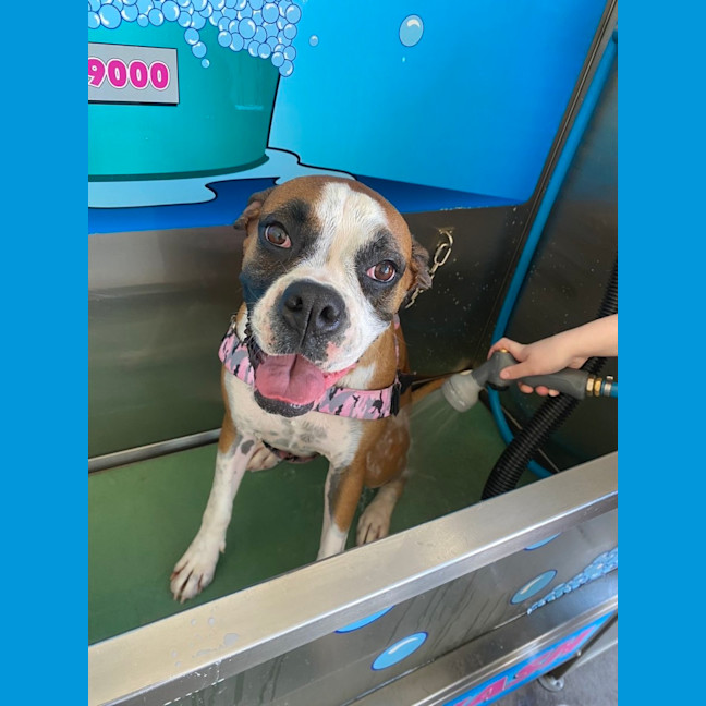 Aria - Medium Female Boxer Dog in NSW - PetRescue