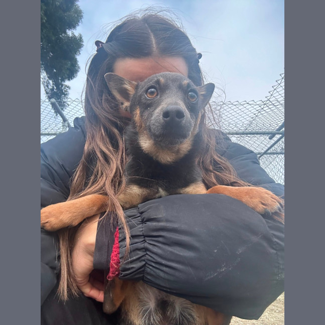 Koby - Small Male Chihuahua x Australian Kelpie Mix Dog in VIC - PetRescue