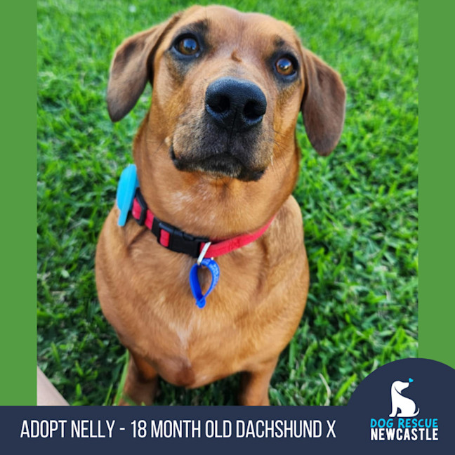 Nelly 🌼 18 Month Old Dachshund X - Small Female Dachshund x Australian ...