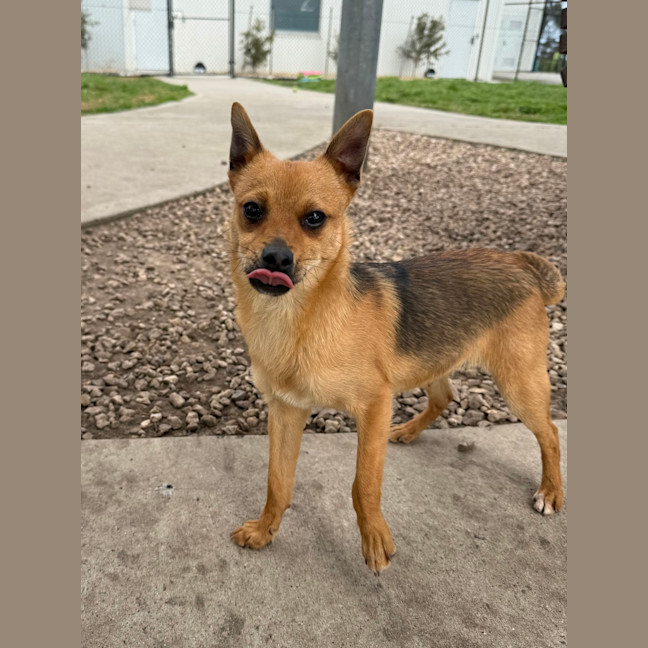 Foxy - Small Male Chihuahua x Fox Terrier Mix Dog in VIC - PetRescue
