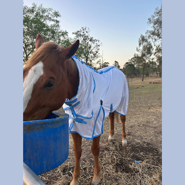 Big Red - Male Thoroughbred Horse in QLD - PetRescue
