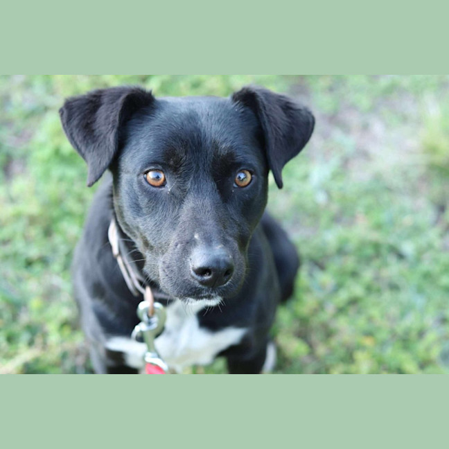 Thunder - Small Female Australian Kelpie Mix Dog in VIC - PetRescue