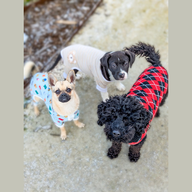 Bug - Small Male Chihuahua x Pug Dog in VIC - PetRescue