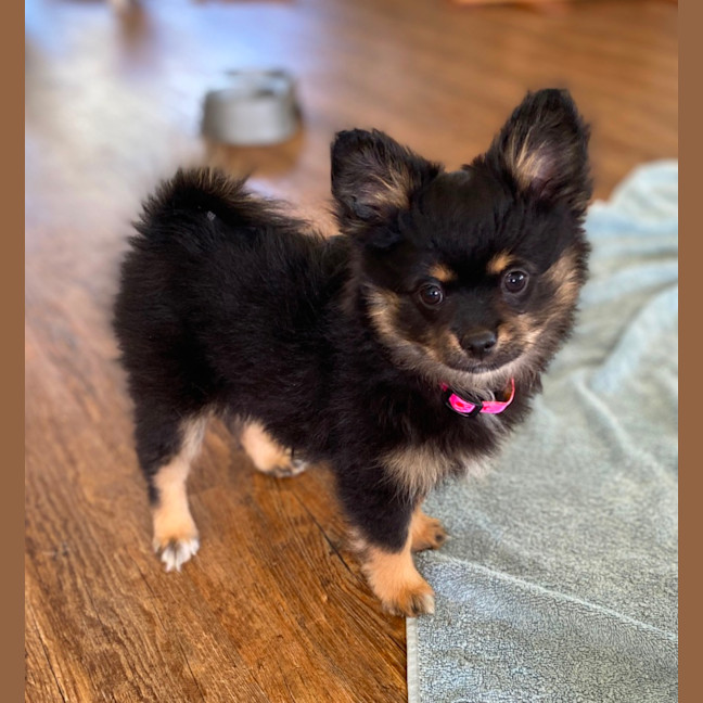 Sasha - Small Female Pomeranian Mix Dog in NSW - PetRescue