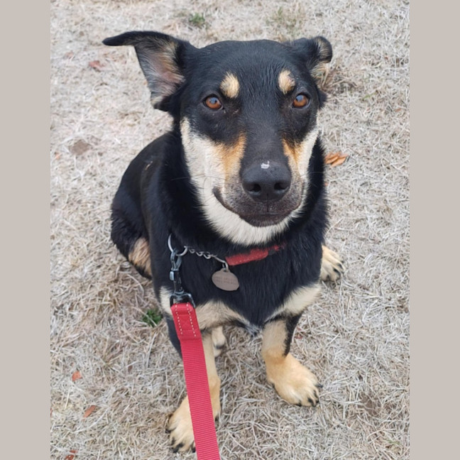 Ollie - Medium Male Welsh Corgi (Pembroke) x Australian Kelpie Mix Dog ...