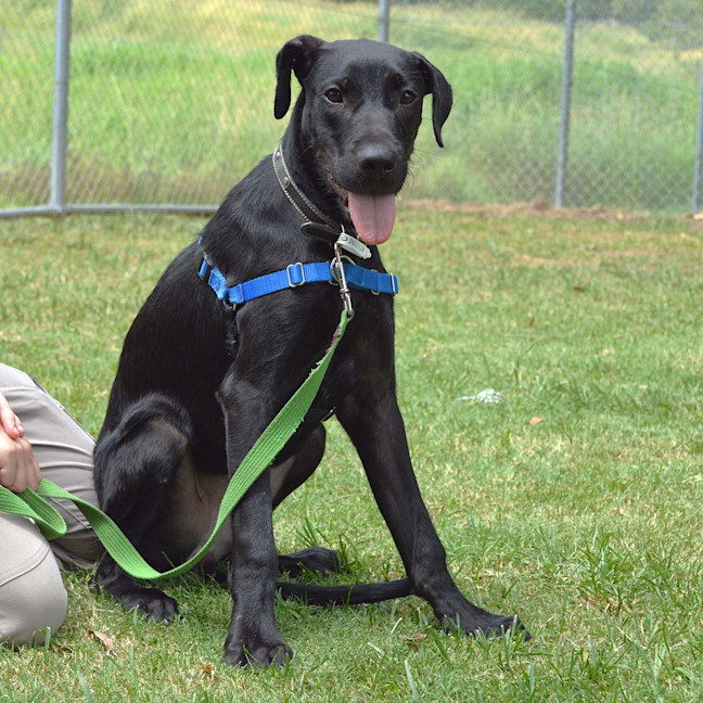 Soren - Medium Female Bull Arab x Labrador Mix Dog in QLD - PetRescue