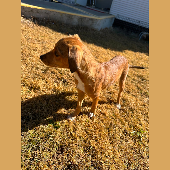 Dobby - Small Female Jack Russell Terrier x Australian Kelpie Mix Dog ...