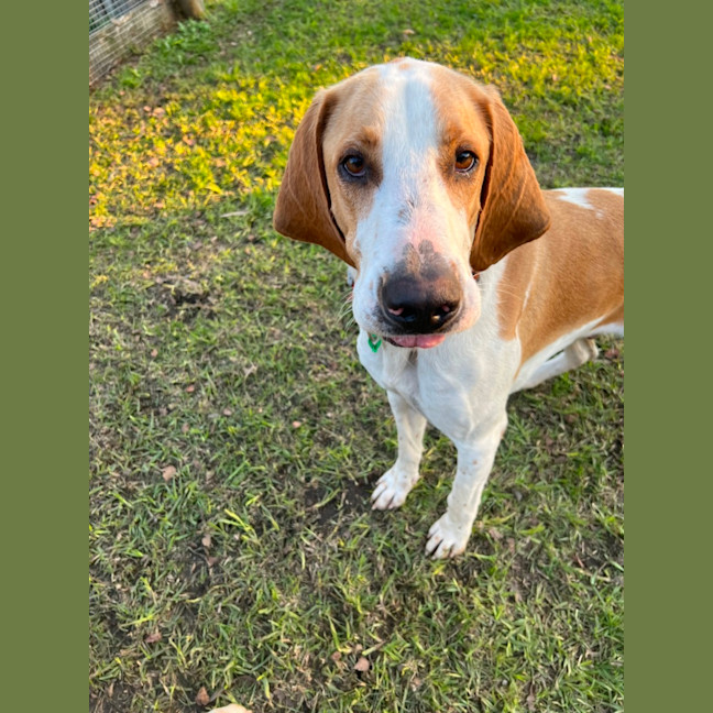 Vader - Foxhound - Large Male Foxhound Dog in VIC - PetRescue