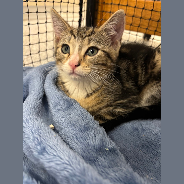 Elf - Male Domestic Short Hair Mix Cat in VIC - PetRescue