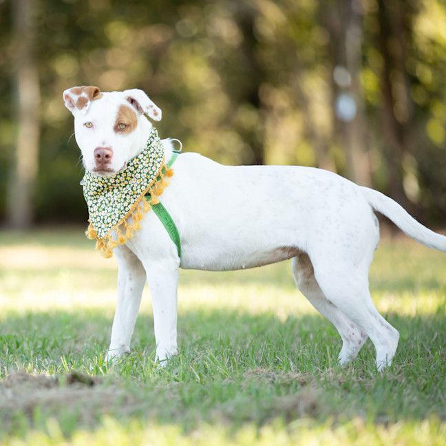 Winnie (previously Juno) - Medium Female Staffordshire Bull Terrier Mix Dog in QLD - PetRescue