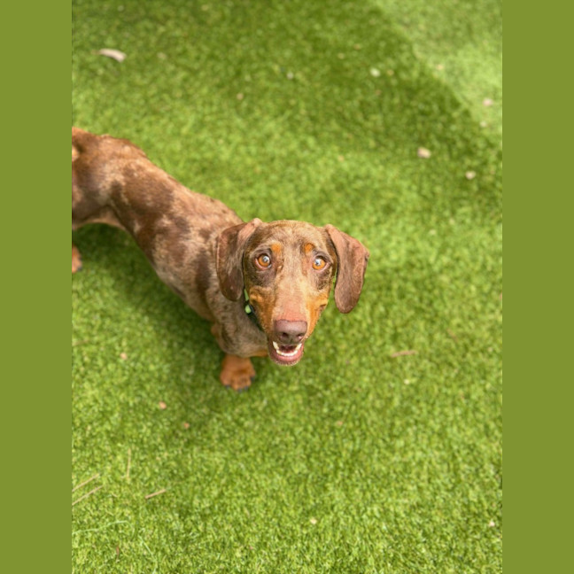 Oatis - Small Male Dachshund (Miniature) Dog in NSW - PetRescue